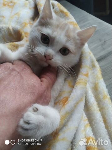 Котенок мальчик 2,5 месяца