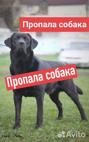 Пропал Лабрадор