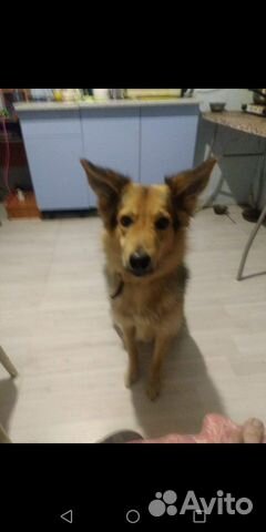 Собака