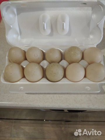 Инкубационное яйцо мускусной утки