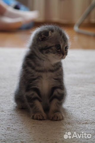 Шотландский котенок девочка