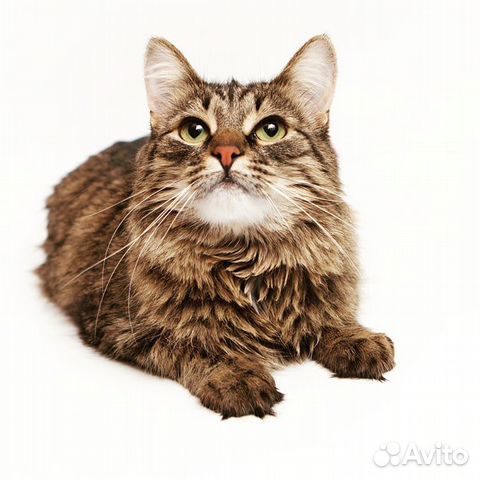 Котики ищут любящих родителей и дом По