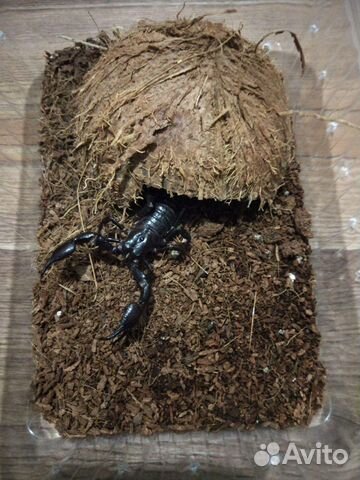 Азиатский черный скорпион (Heterometrus petersi)