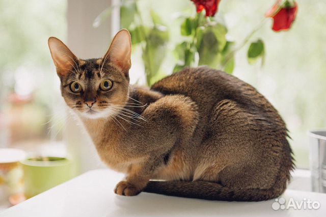 Абиссинская кошечка подарит вам крохотное чудо. Вя