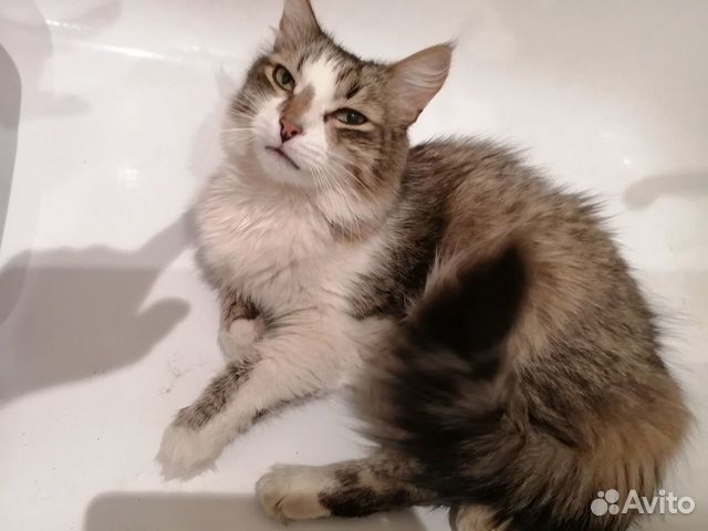 Преданный и верный кот