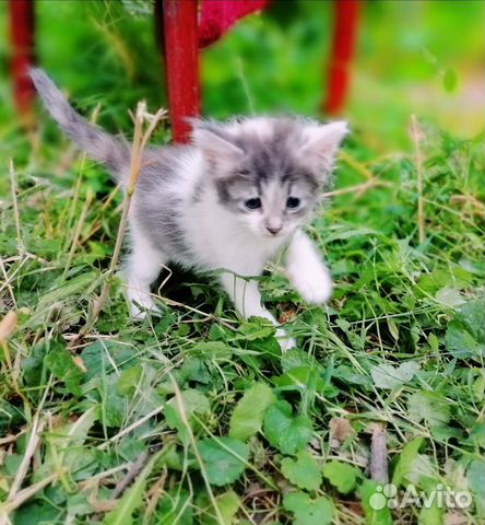 Трехцветный котенок