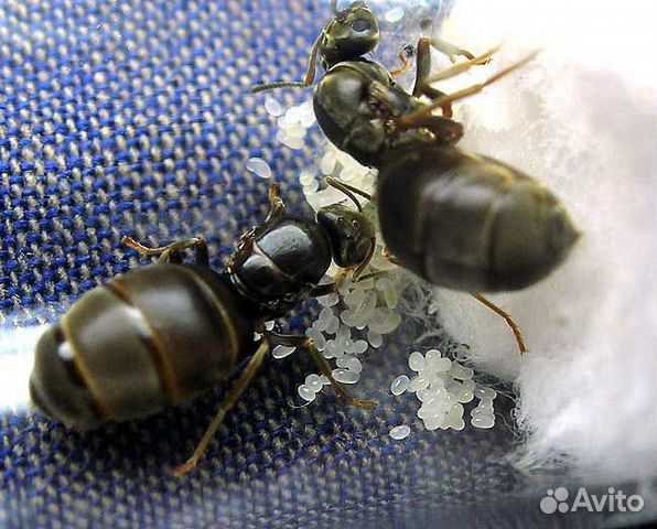 Матки lasius niger (Чёрный садовый муравей)