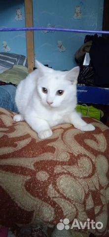 Ангорский кот