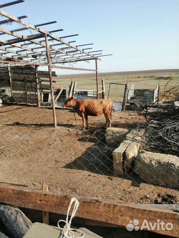 Продам тёлку