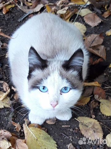 Котенок тайский