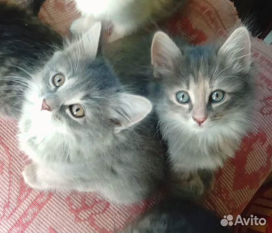 Суперские котята 2 месяца