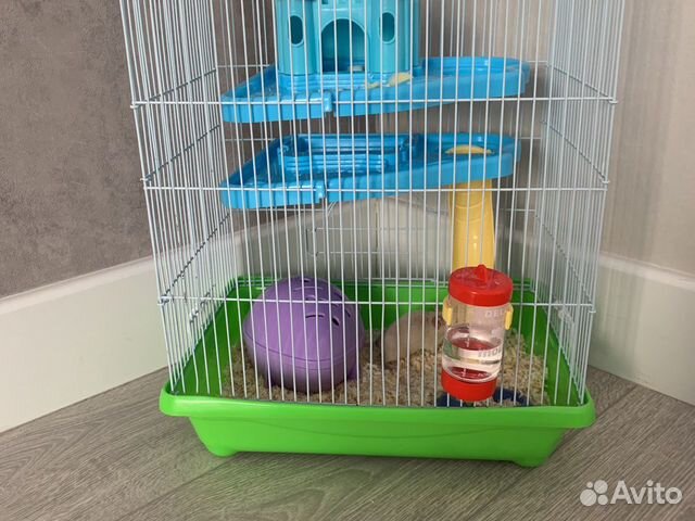 Мышка бежевого цвета, не агрессивная