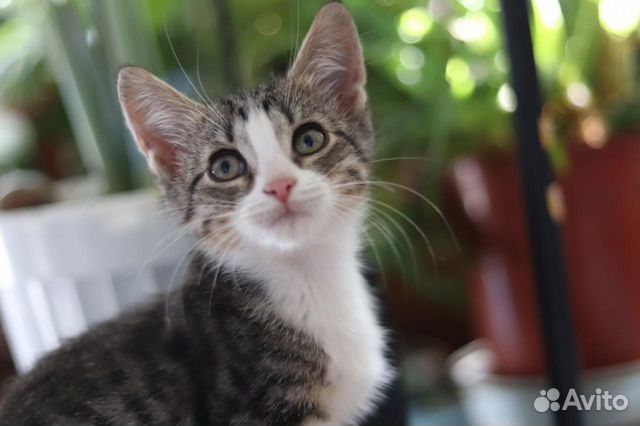 Сиротка Сима ищет дом