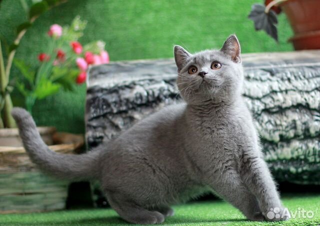 Британская классика.Лучшие традиции