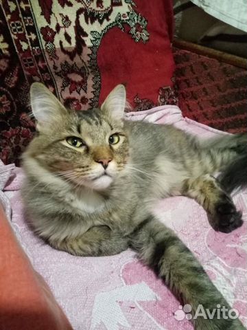 Кошка Моня ищет семью