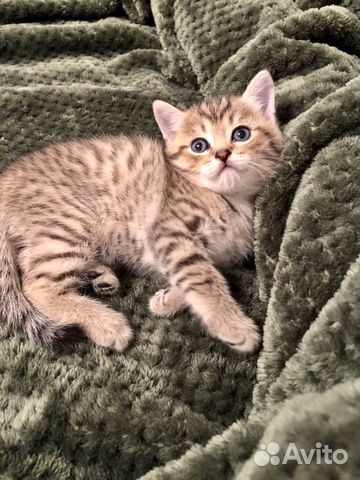 Шотландский котёнок