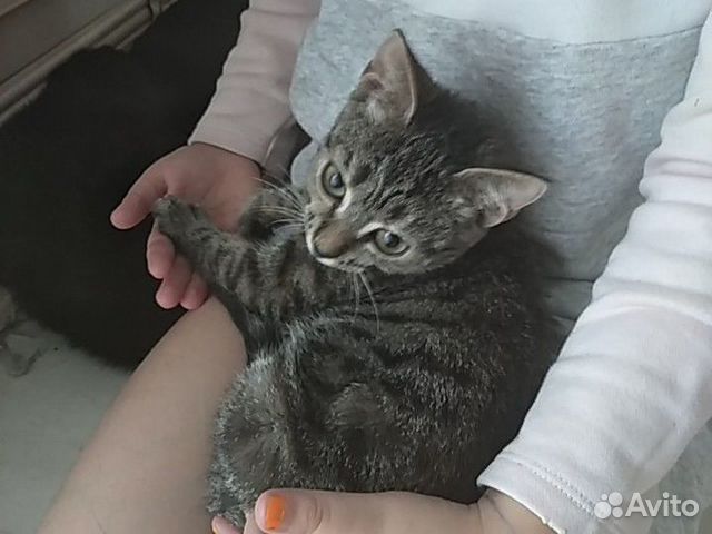 Кошка