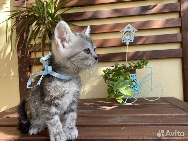 Котята от британской кошечки