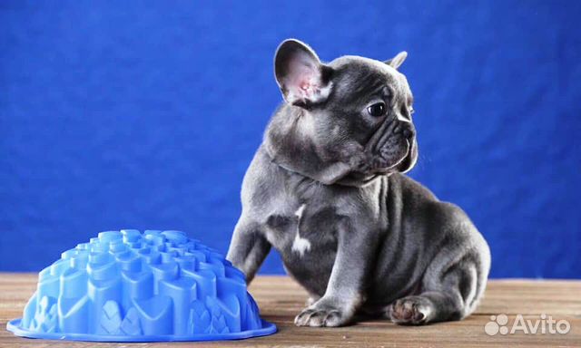 Голубой красавчик