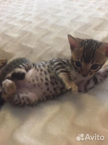 Бенгальские кошки