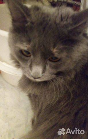 Кошка