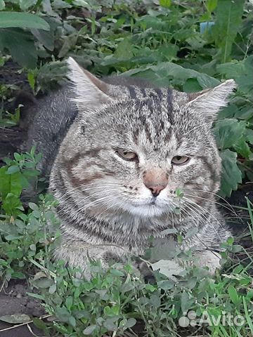 Европейский короткошерстный кот мраморного окраса
