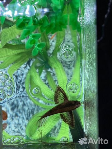 Аквариумная рыба-бабочка Пантодон