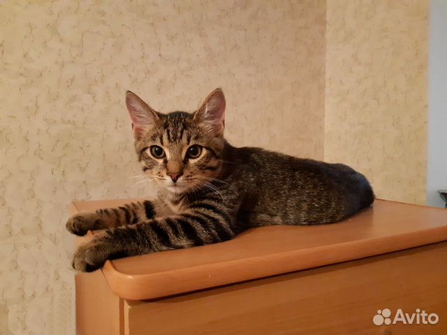 Котенок мальчик