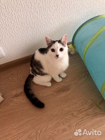 Кошка Точка