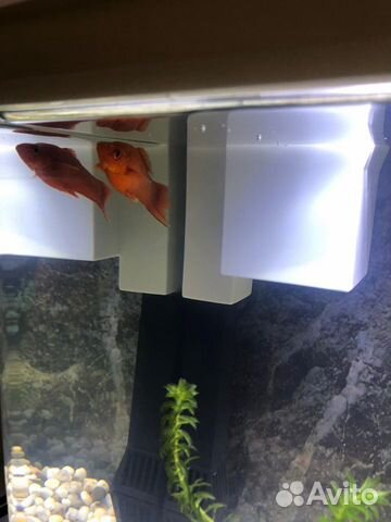 Меченосец самец в добрые руки