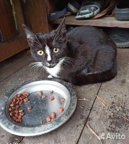 Котёнок Ласкуша-Маркизочка в дар в добрые руки