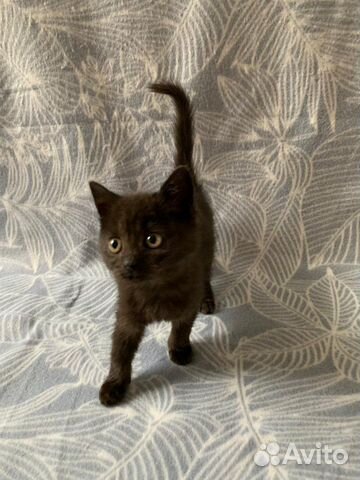 Черный котенок в дар 1 мес