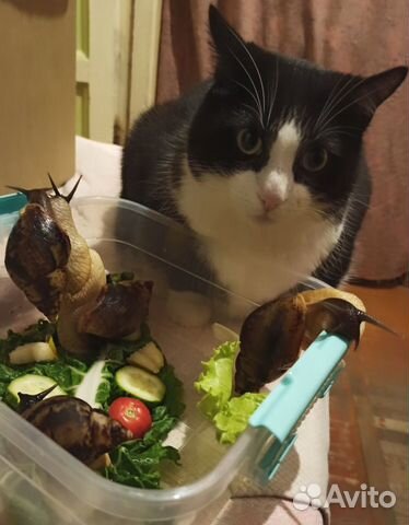 Улитки Ахатина