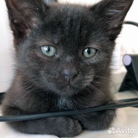 Ласковый котенок