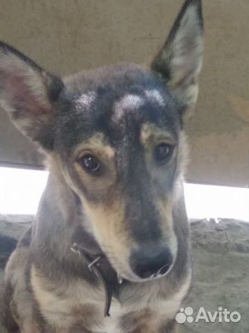 Молодой ушастик Вольф ищет дом