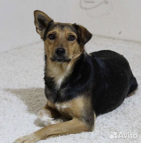 Маша ищет дом