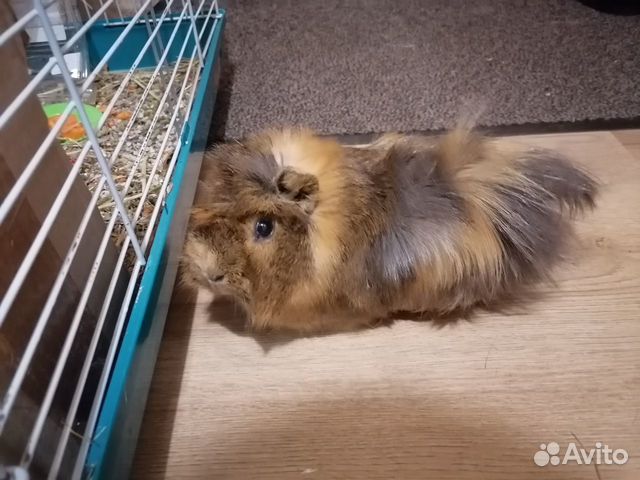 Морская свинка