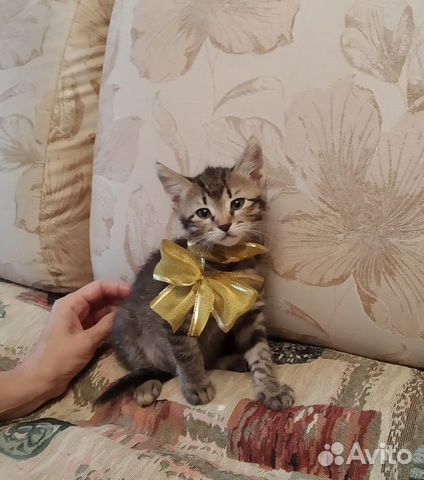 Ищут дом прекрасные котятки сладкие пятки
