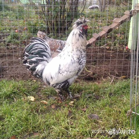 Петух Павловский серебро