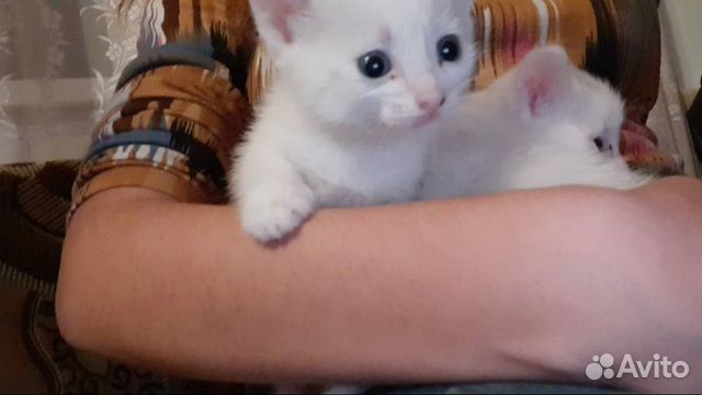 Котята