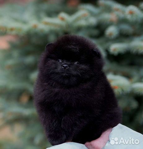 Чёрная жемчужина