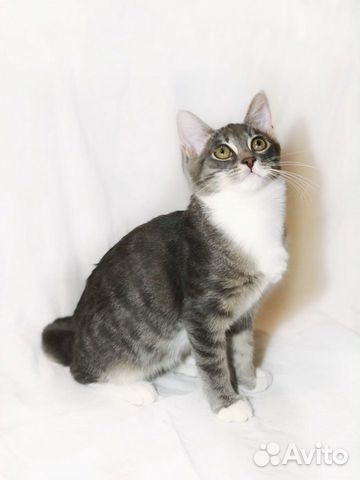 Котёнок Вжик ищет дом