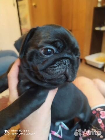 Мальчики РКФ