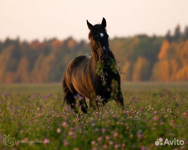 Жеребец на случку