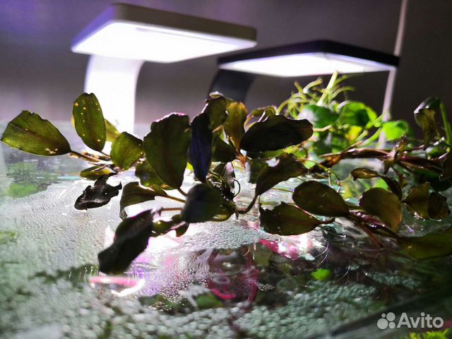 Буцефаландры