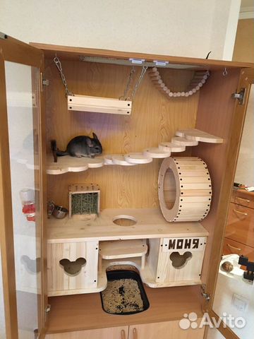 Шиншиллы и витрина