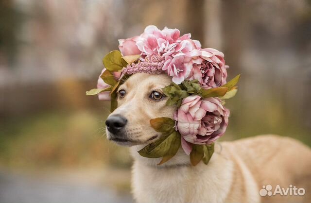 Собака Друг Ищет Семью