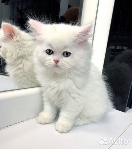 Котик лапочка