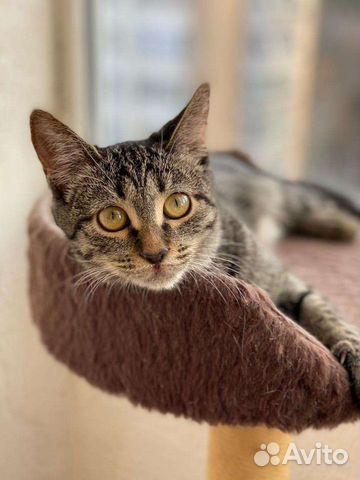 Котенок Дина, умная, очень любит человека