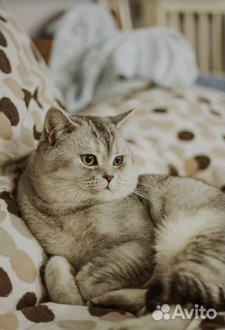Кот шотландец вязка